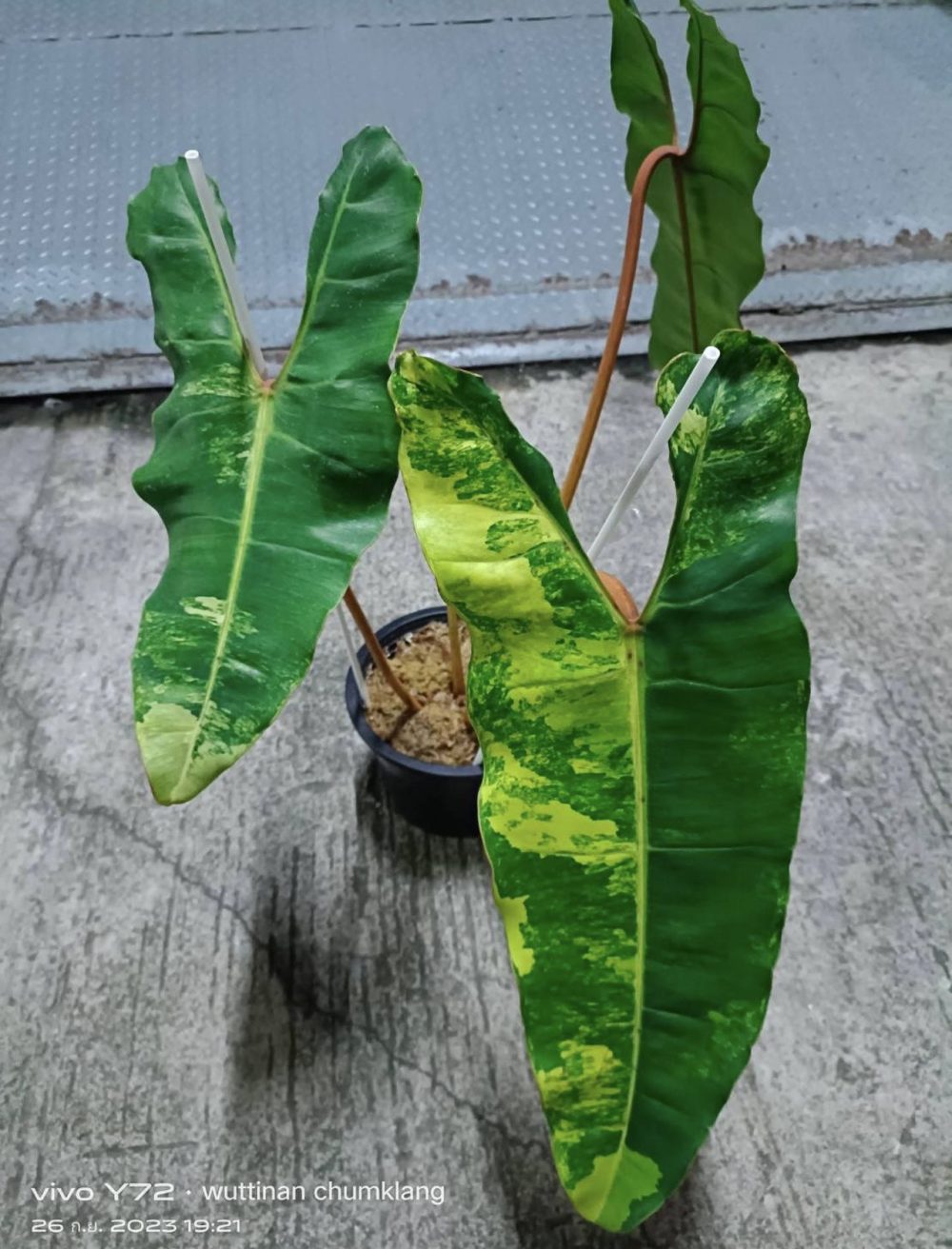6 Must-Know Tips for Growing Philodendron Billietiae Variegated
