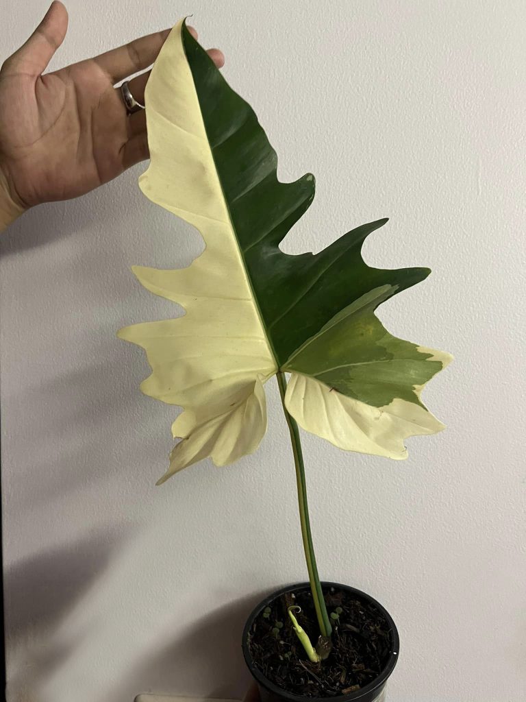 Philodendron Golden Dragon Variegated Thailand Limited quantity