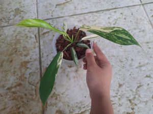 10 Rare Philodendron Varieties to Transform Your Indoor and Outdoor