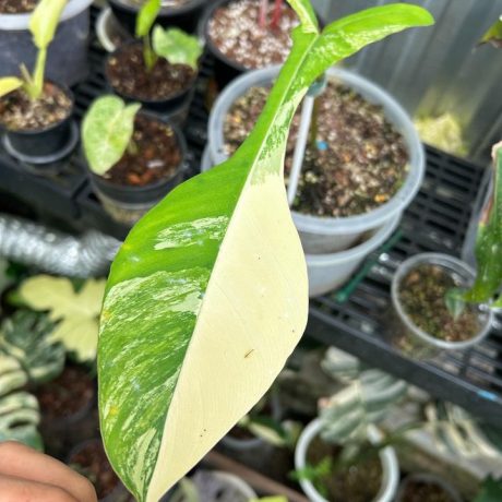 The 5 Most Common Scindapsus Varieties You Might Not Know About