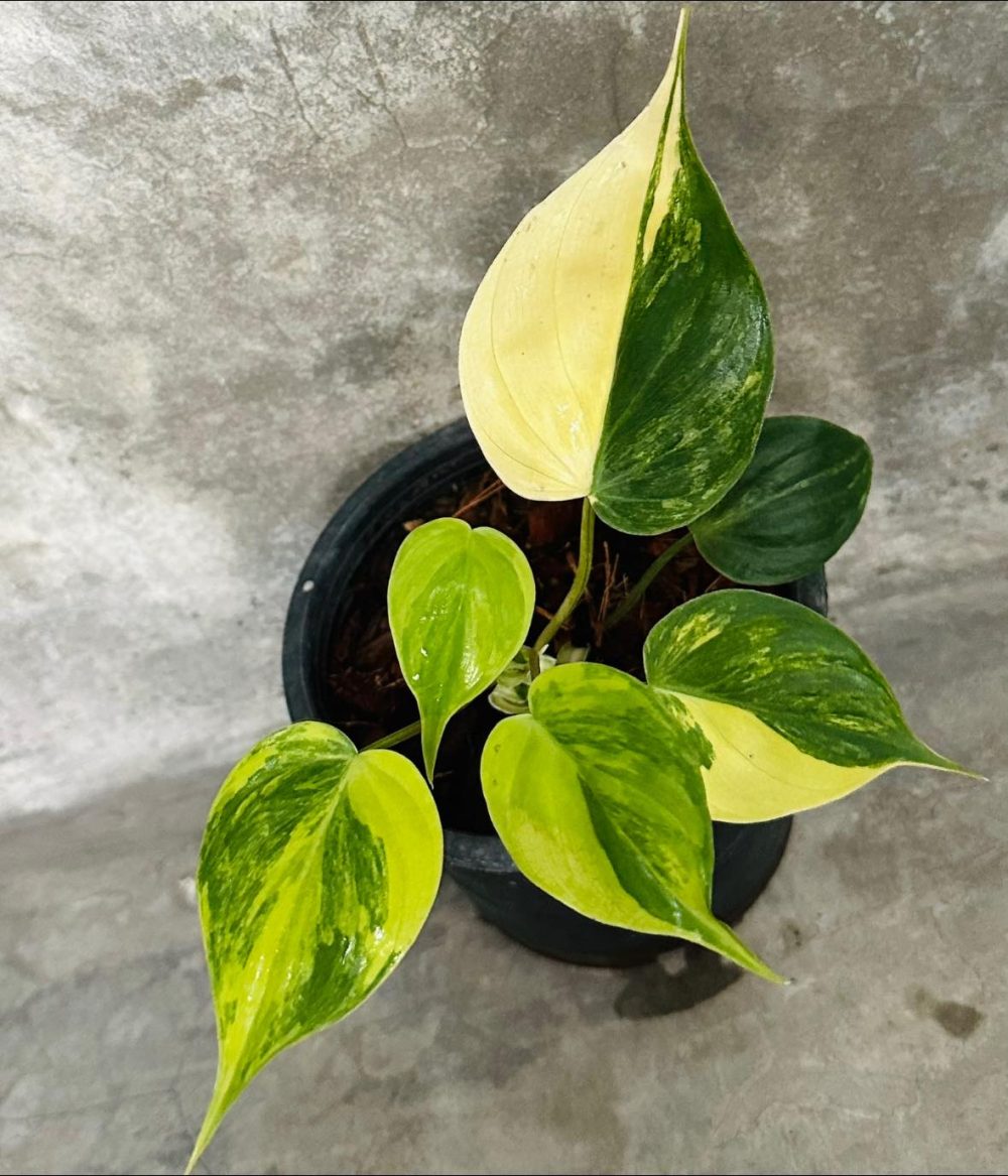 6 Common Philodendron Mican Problems and How to Solve Them