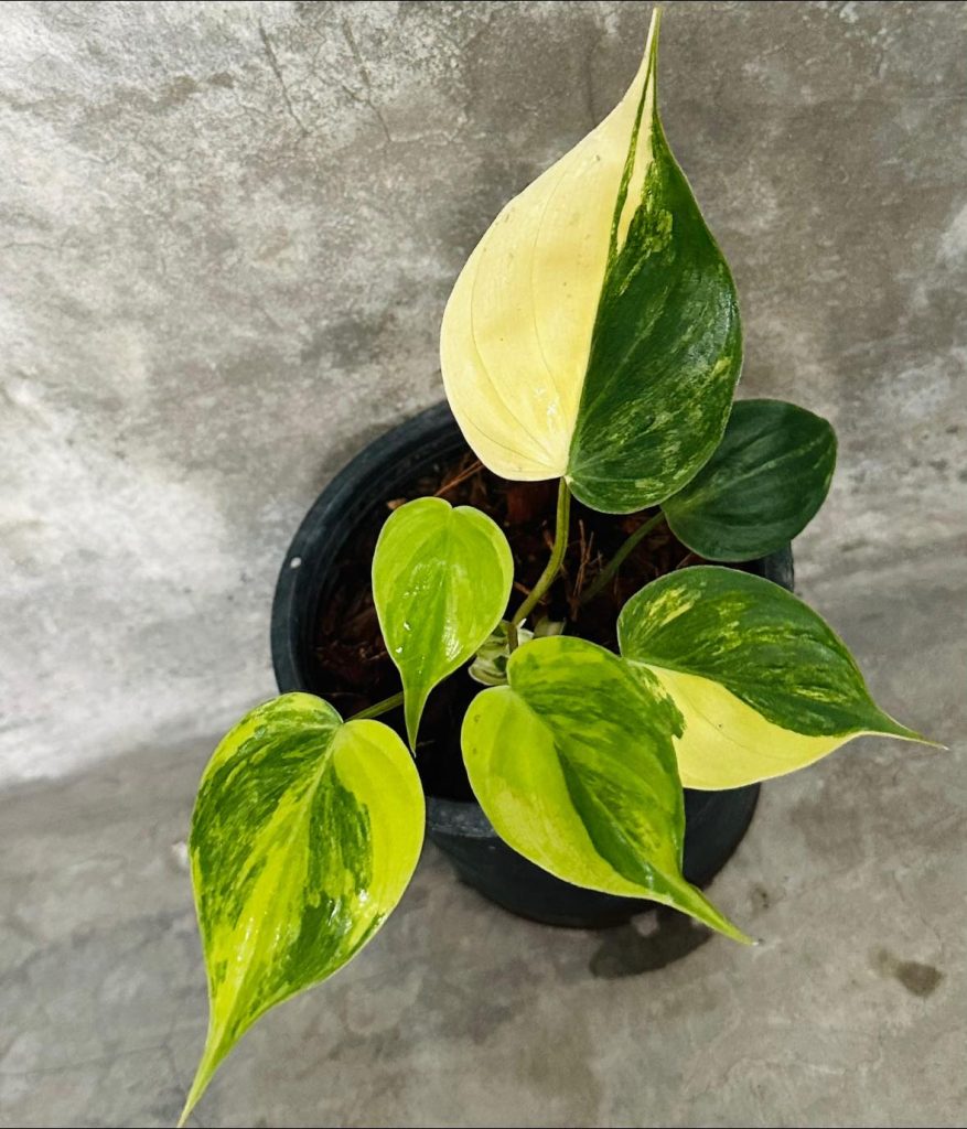 6 Common Philodendron Mican Problems and How to Solve Them