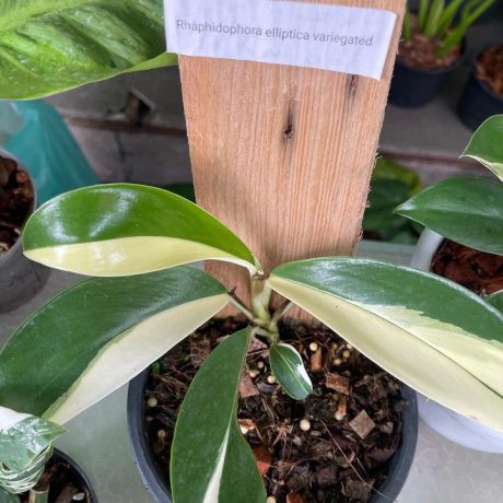 Unveiling Rhaphidophora Puberula Variegated: A Detailed Guide