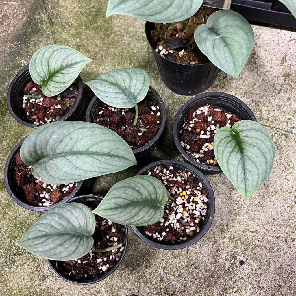 Scindapsus Breeding Technique in 5 Simple Steps