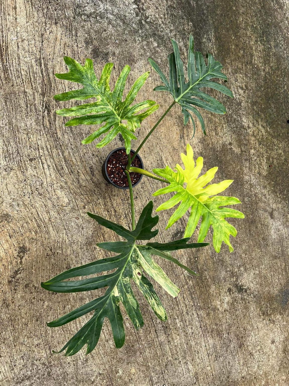 Philodendron Williamsii Hybrid Variegated 6" Pot (Actual Plant)| Greenboog