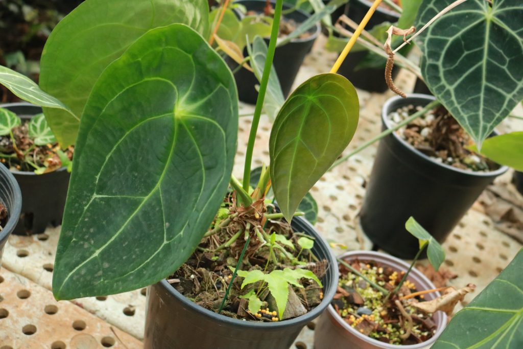 Anthurium Forgetii 6" Pot | Rare Velvet-Leaf Anthurium | Greenboog