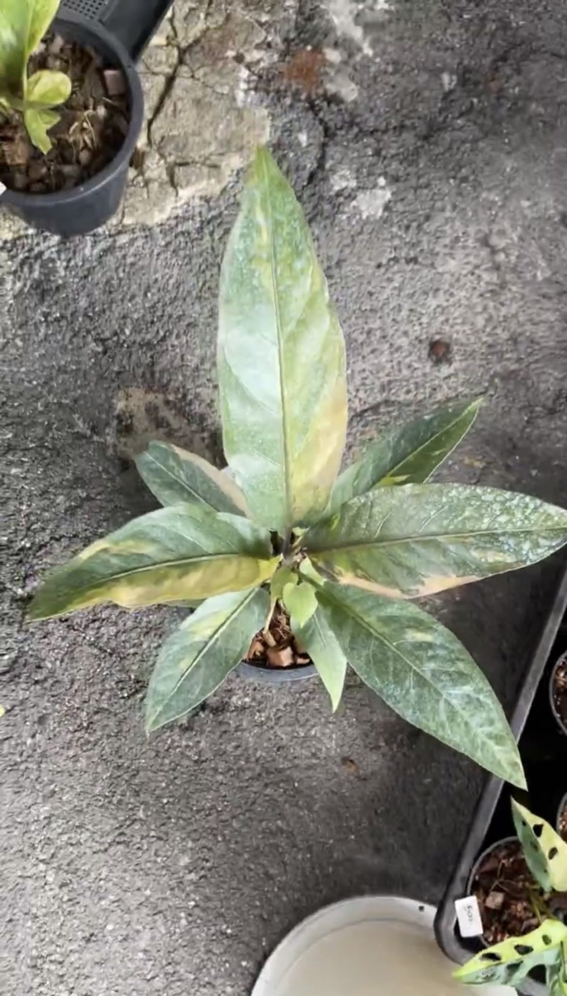 Anthurium Renaissance Pink Variegated 6" | Rare Anthurium | Greenboog