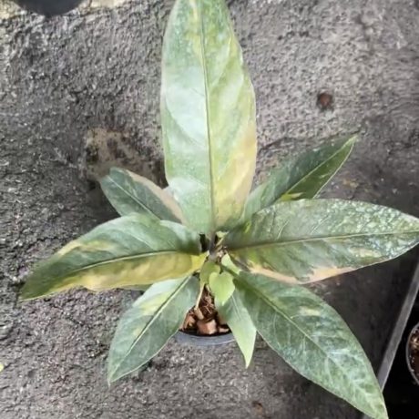 Rare Anthurium Renaissance Variegated: A Collector's Gem