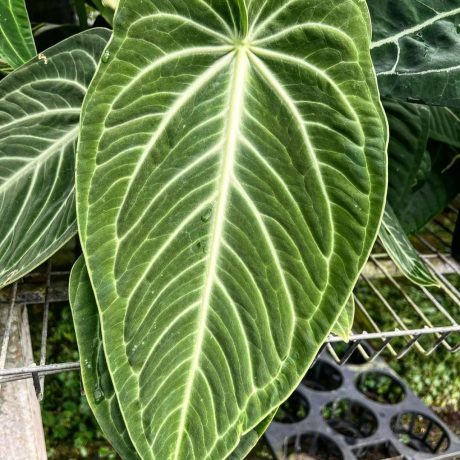 5 Amazing Benefits of Anthuriums: Transform Your Home Now!