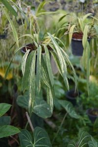 Anthurium Vittarifolium Variegated 6" & 8" | Rare Anthurium | Greenboog
