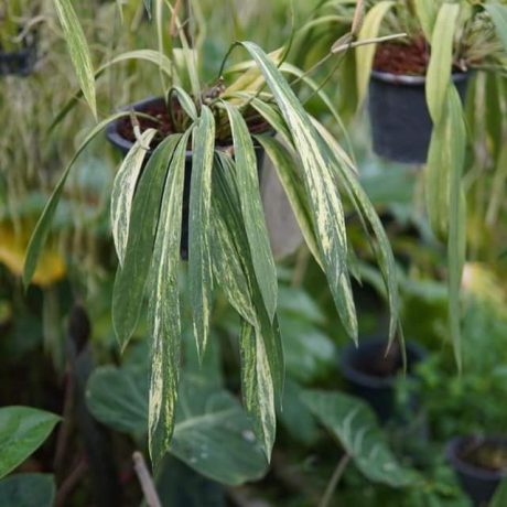 Rare Anthurium Renaissance Variegated: A Collector's Gem