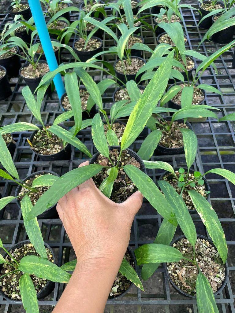 Anthurium Vittarifolium Variegated 6" & 8" | Rare Anthurium | Greenboog