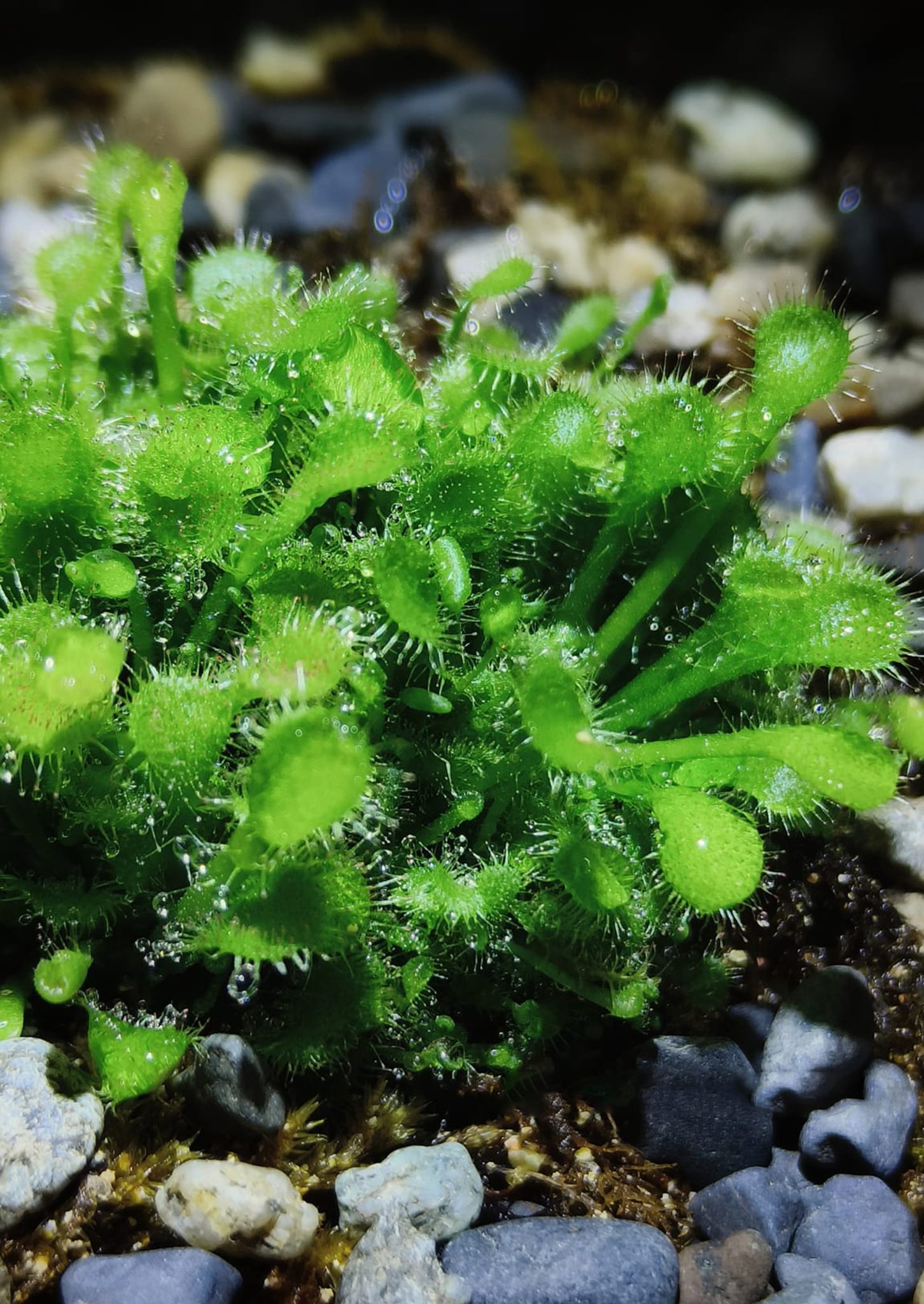 Drosera spatulata Tissue Culture For Sale - New Price 2023 - Shop Now!