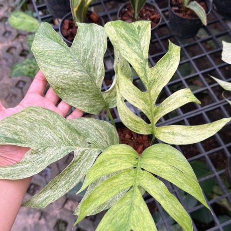 10 Incredible Benefits of Epipremnum: Purify Air & Boost Wellbeing!