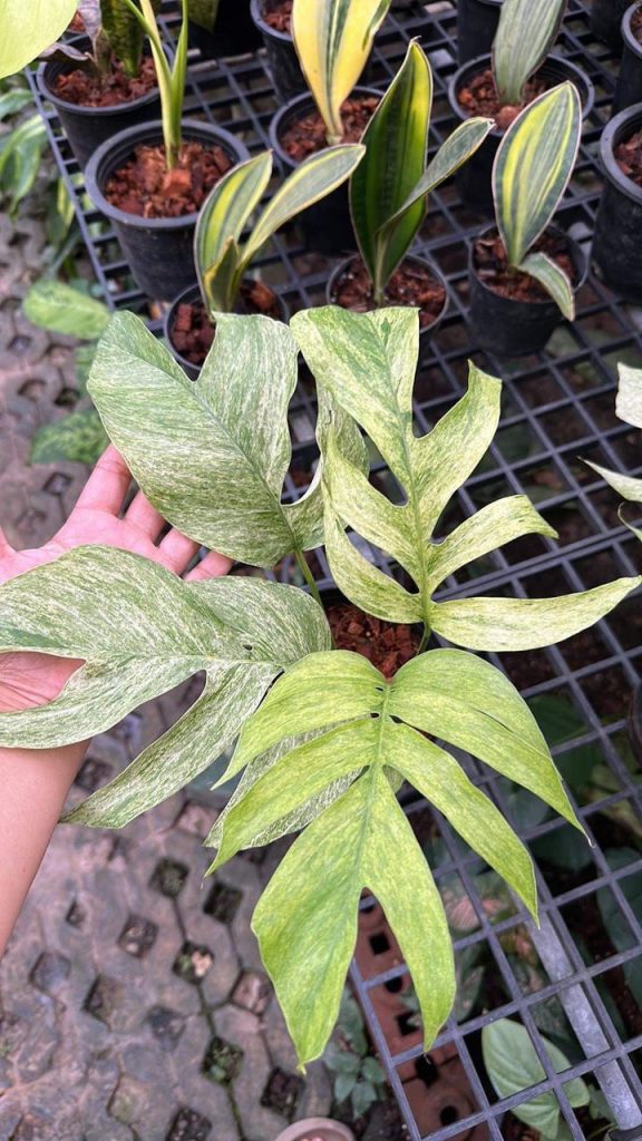 5 Secrets to Thriving Epipremnum Pinnatum Mint Plants!