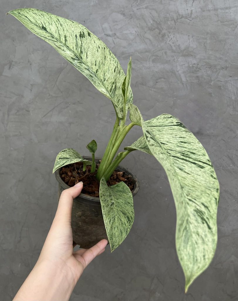 Epipremnum Giganteum Marble Variegated 6" | Rare Plant | Greenboog