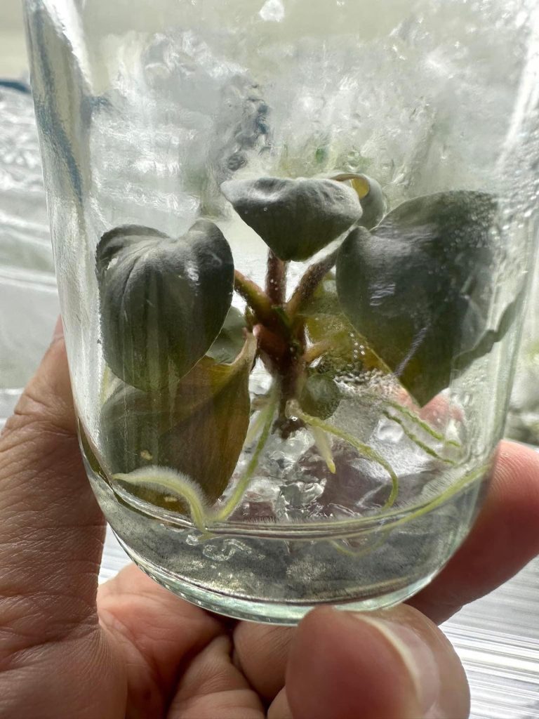 Tissue Culture Homalomena Ardua (Dark/Black) | Rare Aroid | Greenboog