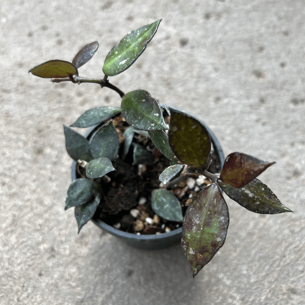 Dramatic Hoya krohniana 'Black Leaves' Starter Plant | 1" Pot | Greenboog