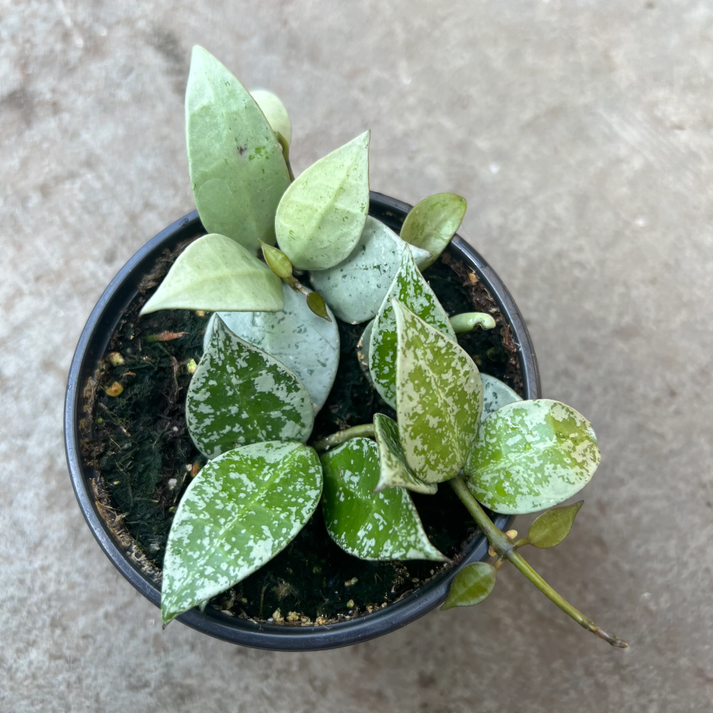 Radiant Hoya krohniana 'Silver' Starter Plant | 1" Pot | Greenboog