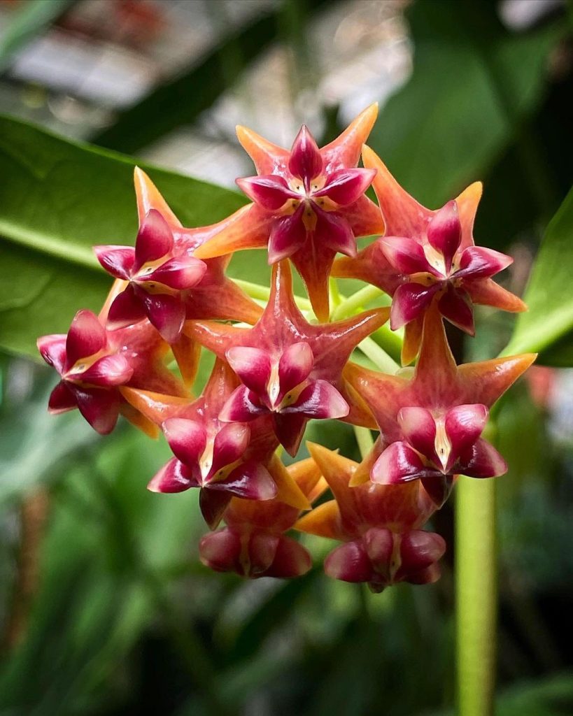 Charming Hoya Amrita Starter Plant | 1" Pot | Greenboog