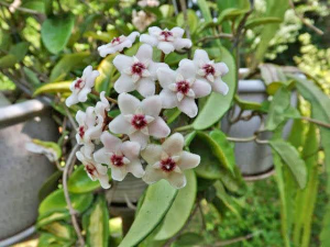 Top 10 Hoya Varieties Perfect for Your Home!
