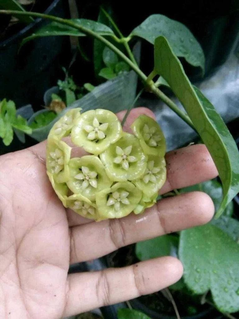 Charming Hoya danumensis ssp. amarii Starter Plant | 1" Pot | Greenboog
