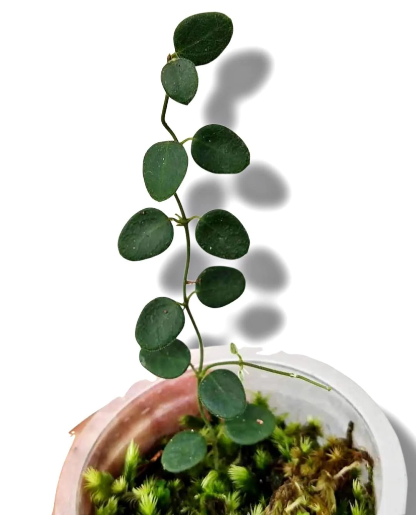 Unique Hoya sp. Papua (IML 04) Starter Plant | 1" Pot | Greenboog