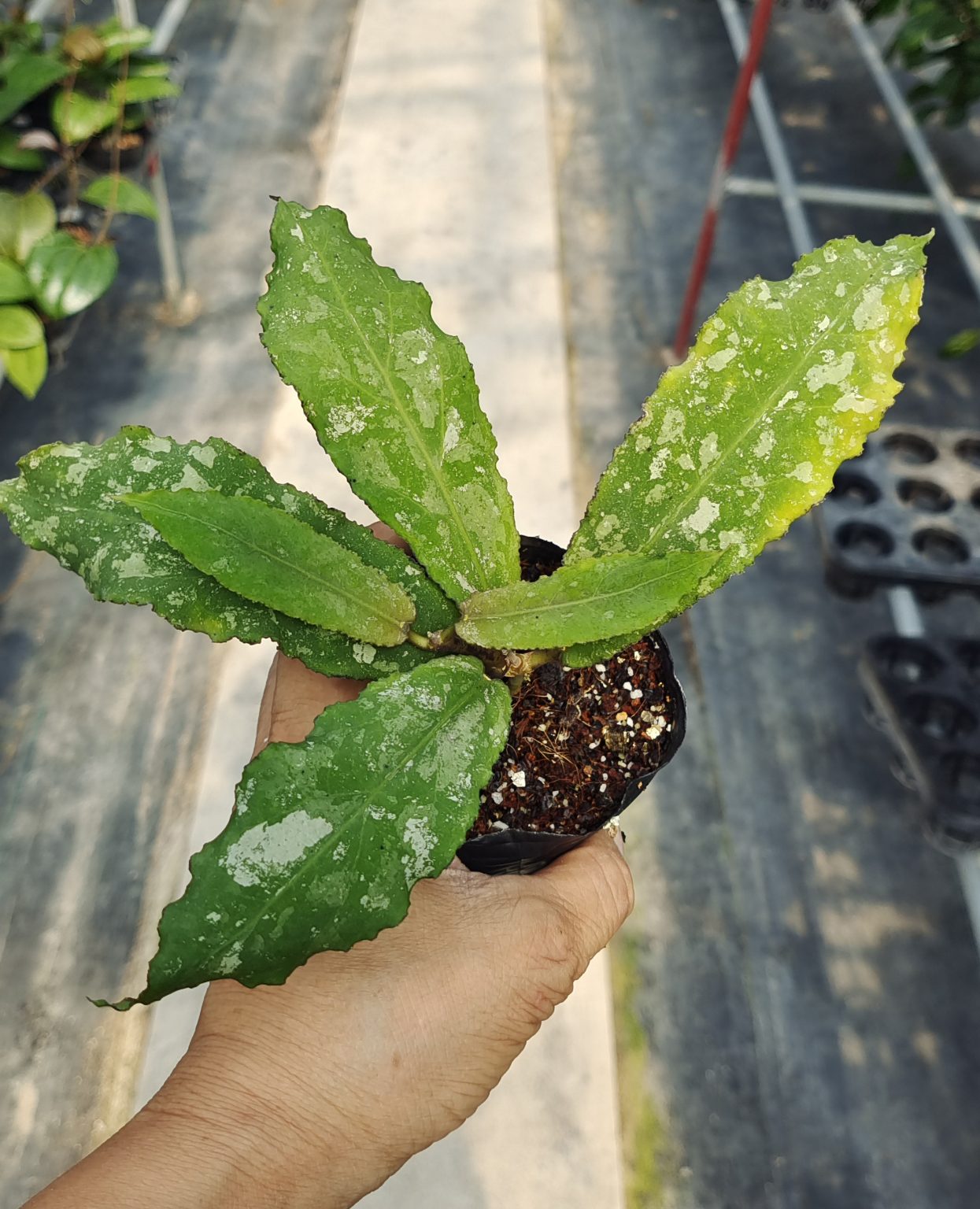 Unique Hoya Undulata | 1" Pot | Greenboog