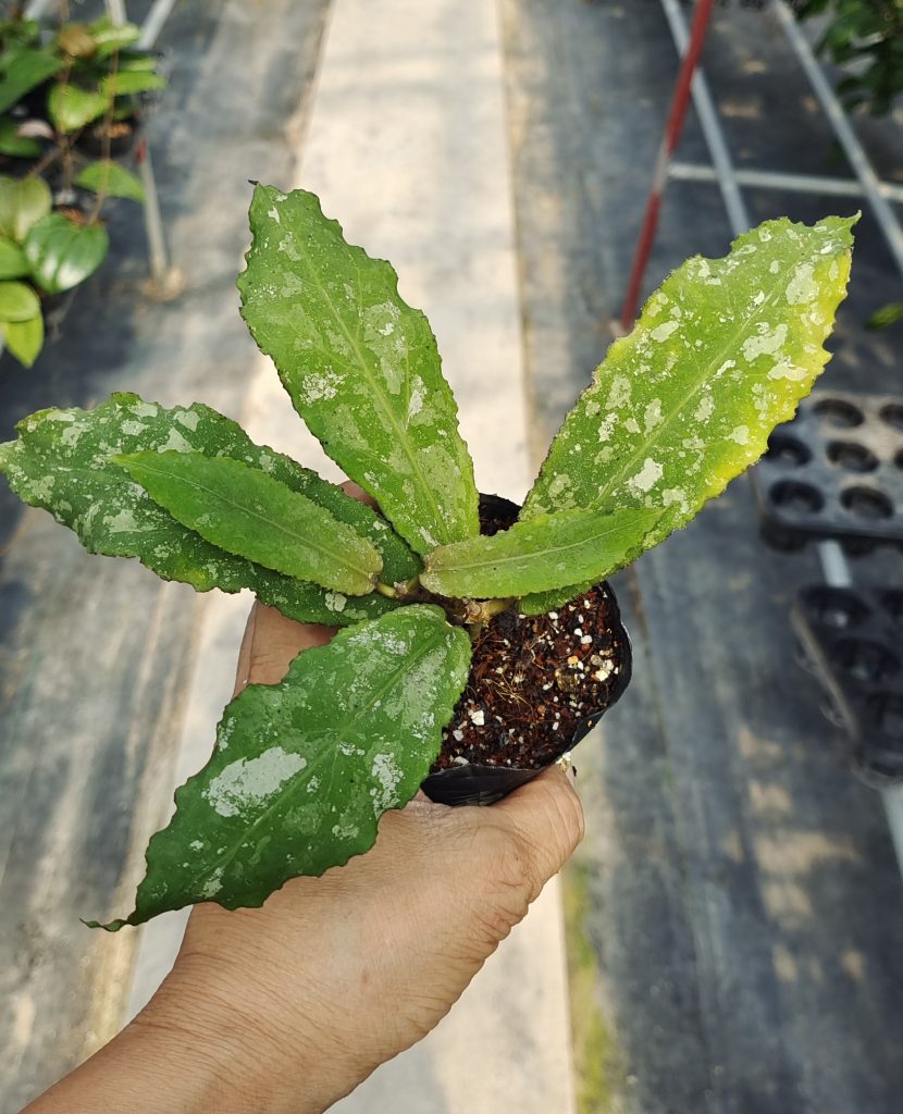 Unique Hoya Undulata | 1" Pot | Greenboog