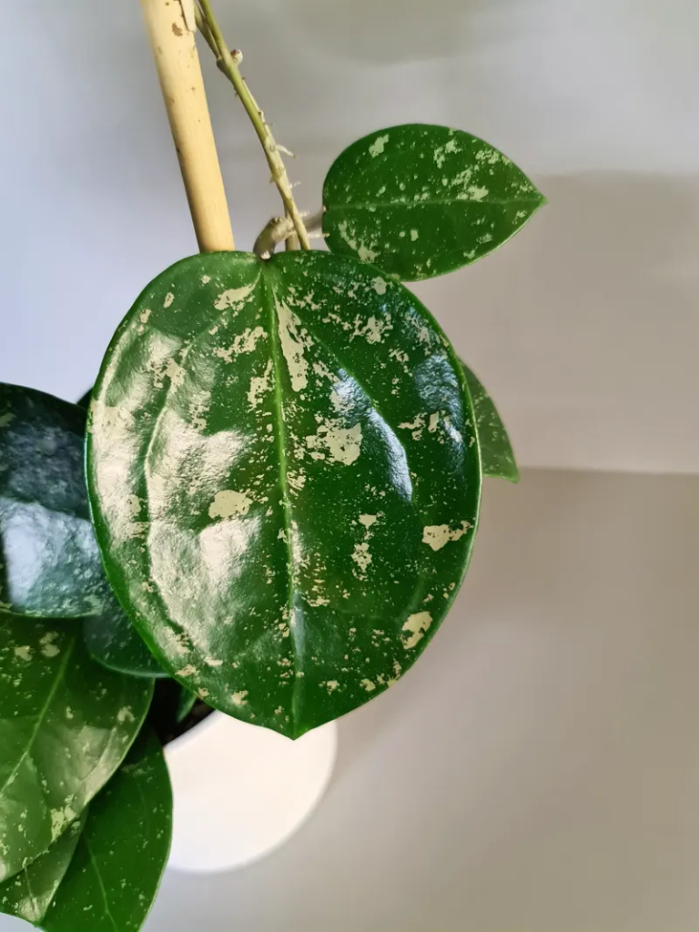 Charming Hoya verticillata 'Big Leaf Splash' Starter Plant 1" Pot