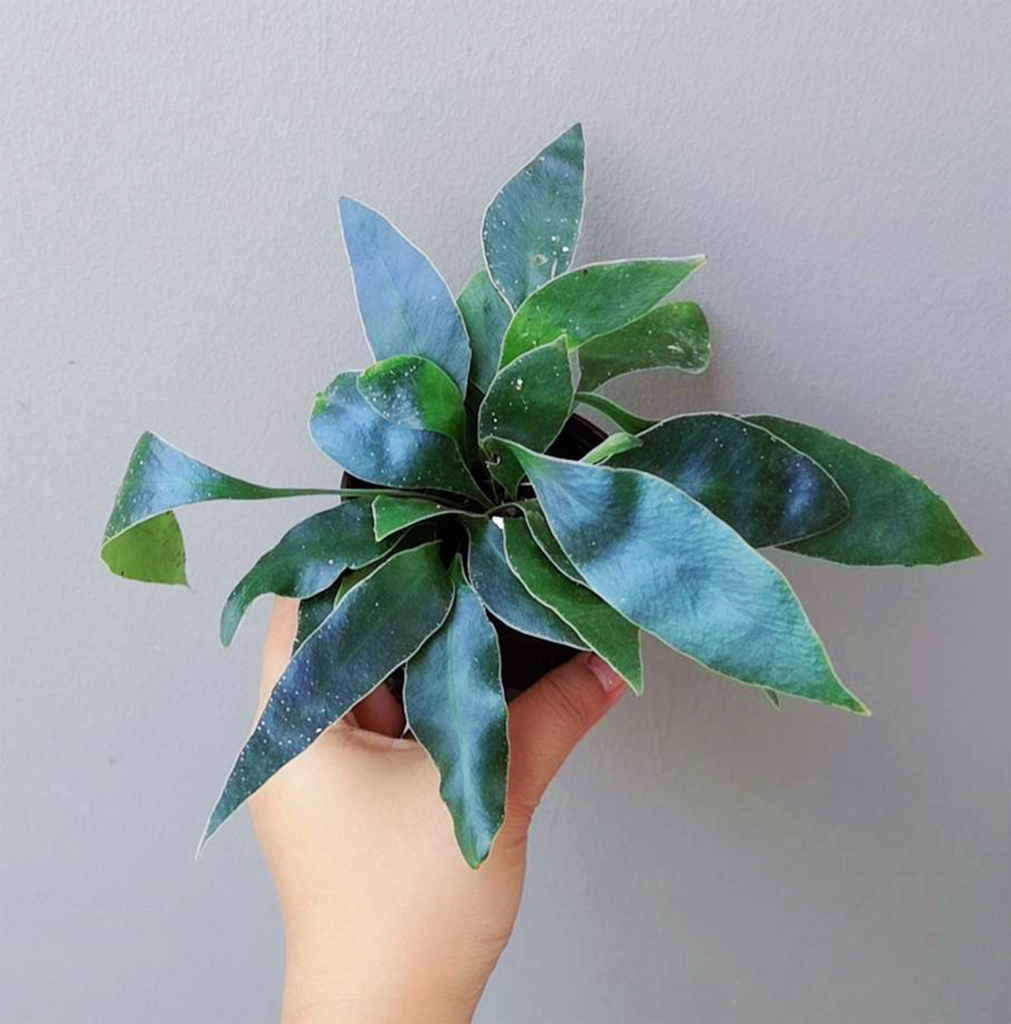 Get Best Deal: Blue Oil Fern Plant 5″ Pot from Thailand - Cheap Price