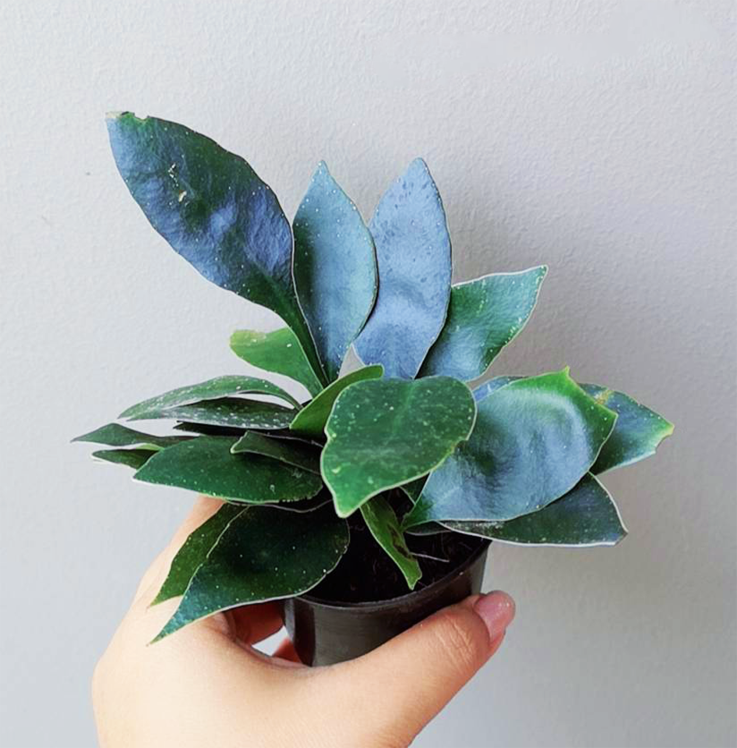 Get Best Deal: Blue Oil Fern Plant 5″ Pot from Thailand - Cheap Price