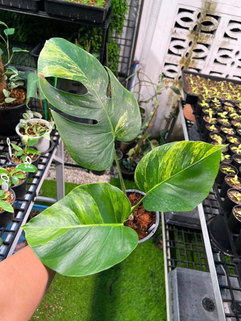 5 Amazing Benefits of Monstera Plants in Your Home