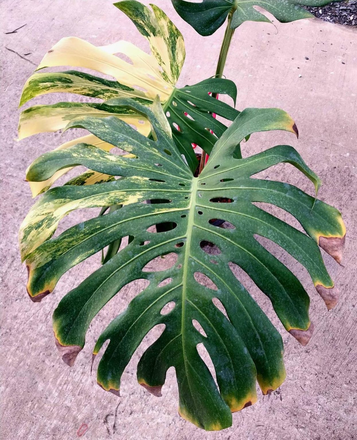 Monstera Deliciosa Yellow Marilyn (Big Size) | Rare Variegata Monstera