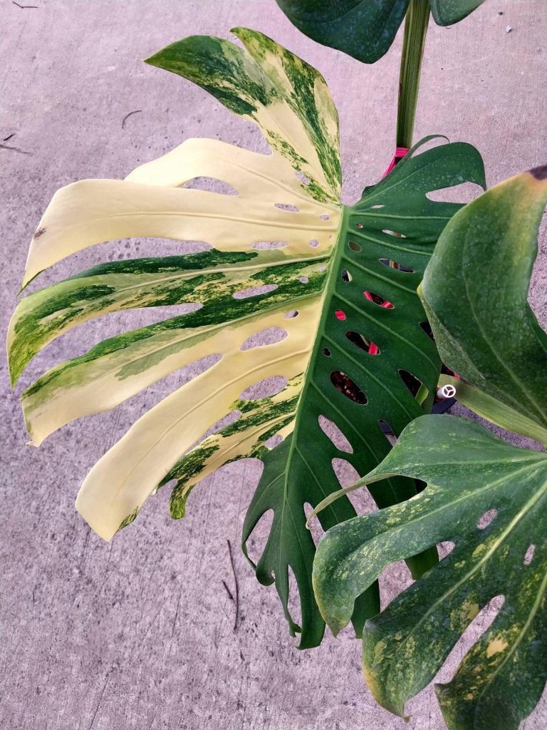 Monstera Deliciosa Yellow Marilyn (Big Size) | Rare Variegata Monstera