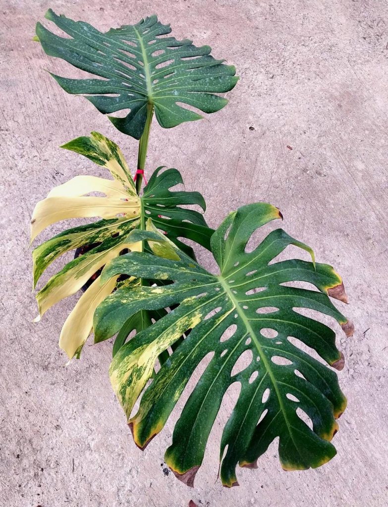 Monstera Deliciosa Yellow Marilyn (Big Size) | Rare Variegata Monstera
