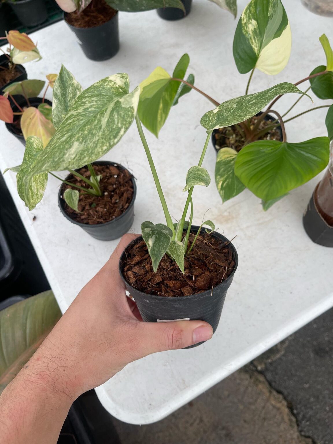 Monstera Thai Constellation Legacy 5" Pot | Rare Variegated Monstera