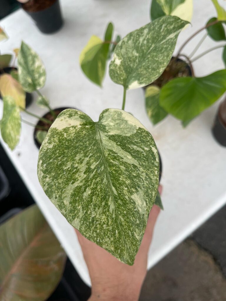 Monstera Thai Constellation Legacy 5" Pot | Rare Variegated Monstera