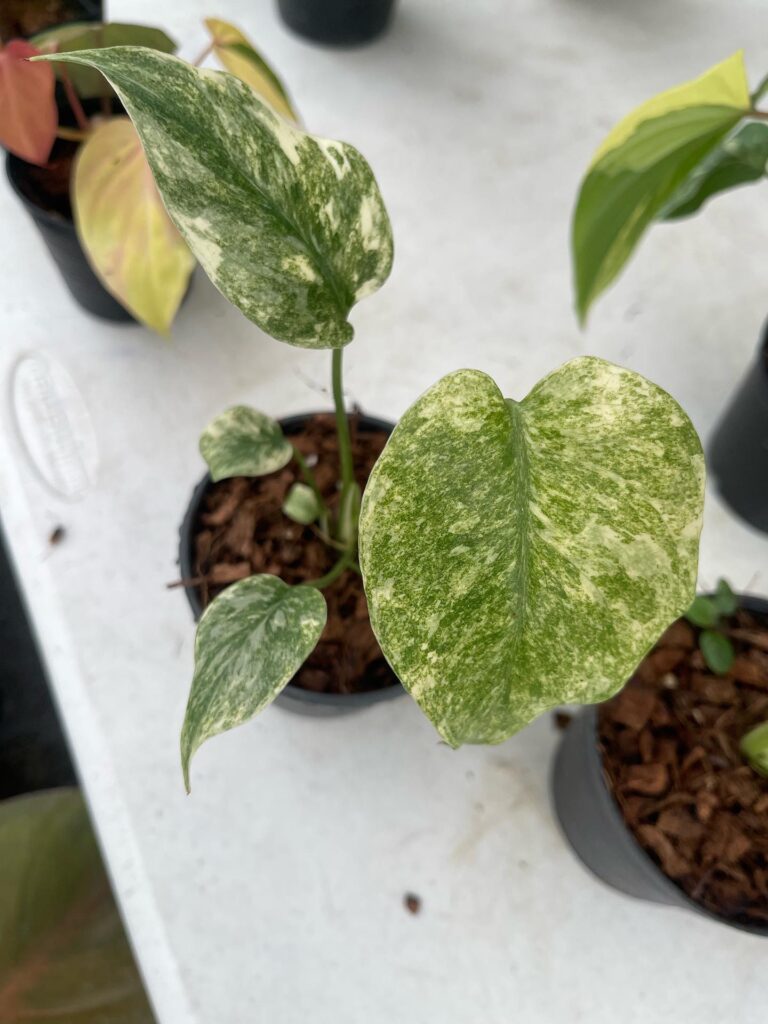Monstera Thai Constellation Legacy 5" Pot | Rare Variegated Monstera