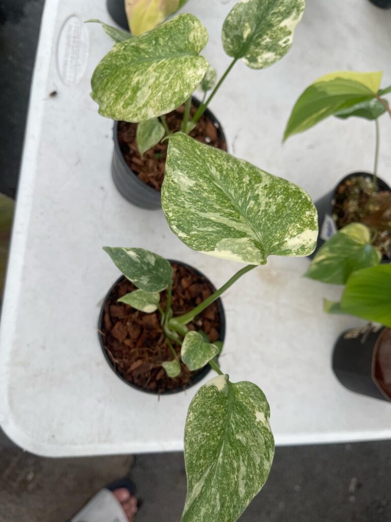 Monstera Thai Constellation Legacy 5" Pot | Rare Variegated Monstera
