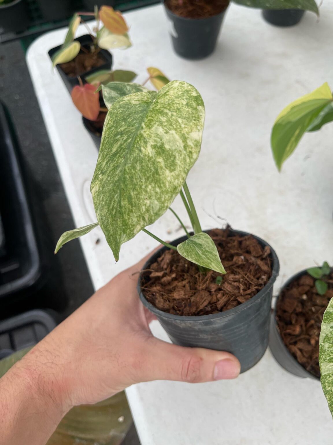 Monstera Thai Constellation Legacy 5" Pot | Rare Variegated Monstera