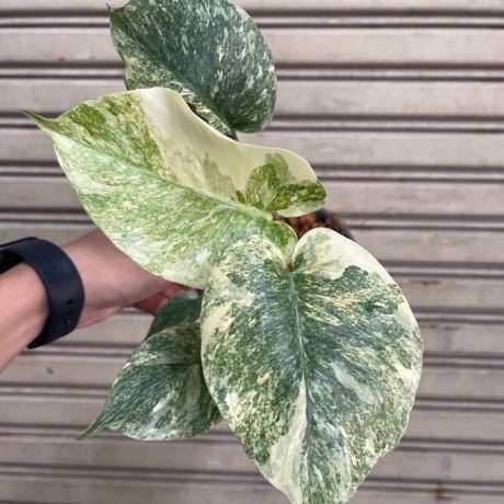 Discover the Monstera Mint Variegata: A Plant Lover's Gem