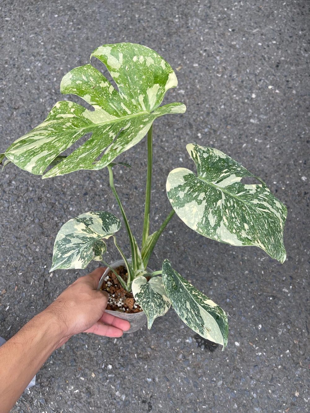 Monstera Thai Constellation Propagation Technique in 5 Simple Steps