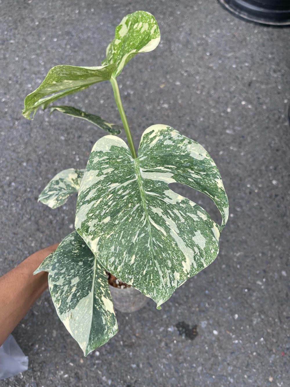 Monstera Albo vs Thai Constellation: 4 Differences to Know!