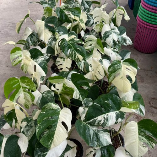 Rare Monstera Variegata for Sale | Albo, Thai Constellation & More