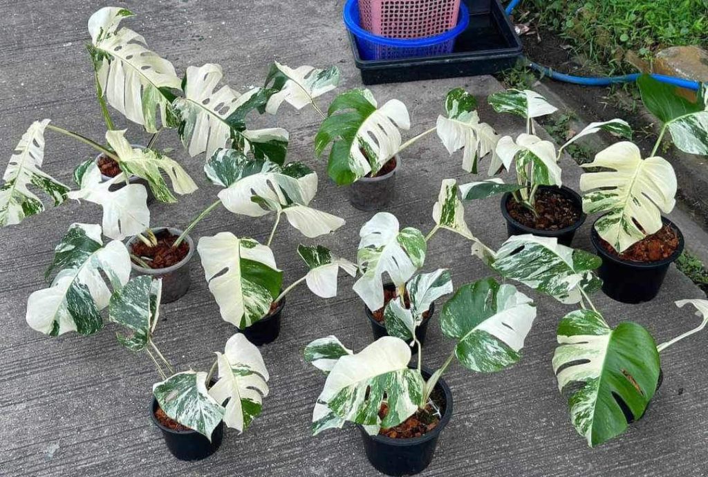 Rare Monstera Variegata for Sale | Albo, Thai Constellation & More