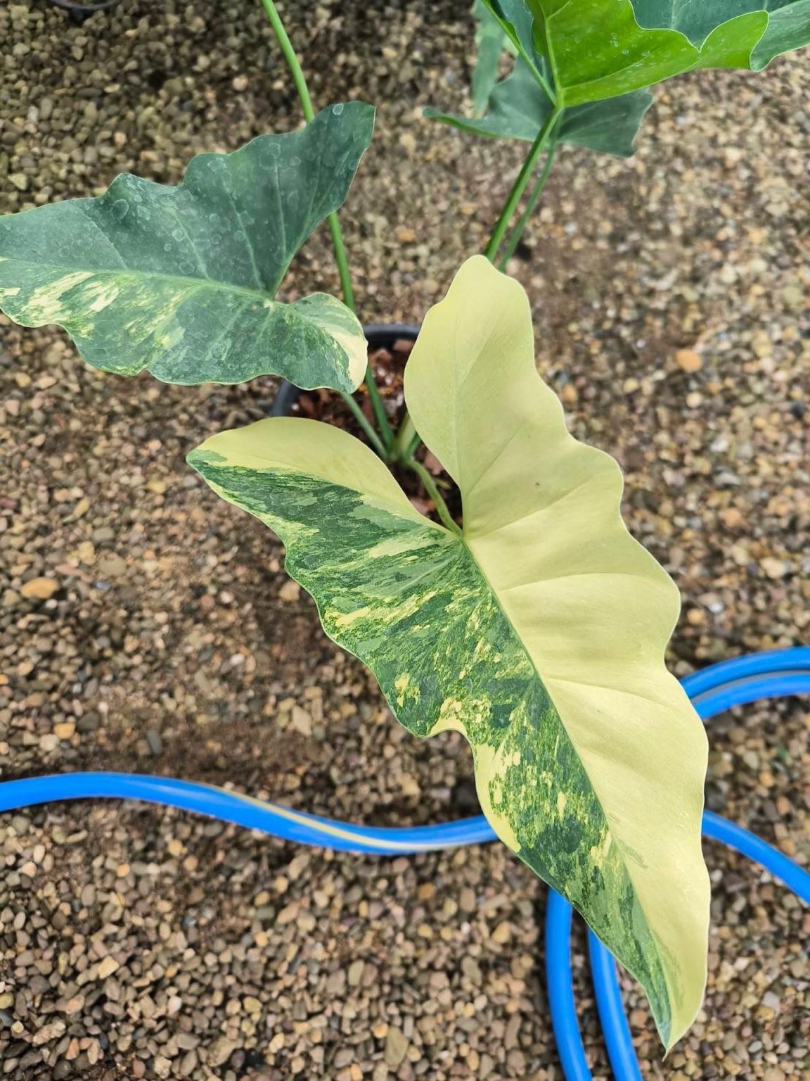 Philodendron Williamsii Variegated 6" Pot | Rare Philodendron | Greenboog