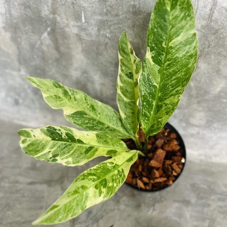 Monstera Mint Variegated: The Ultimate Care and Propagation Guide