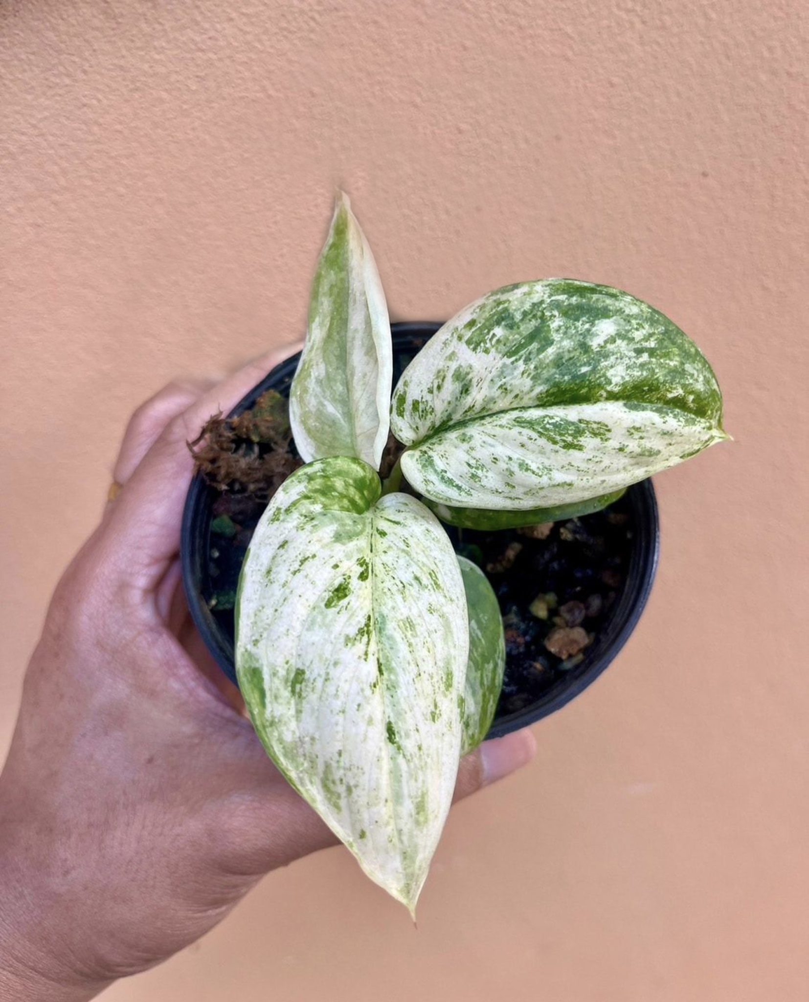 How to Grow Scindapsus in 5 Easy Steps | Greenboog