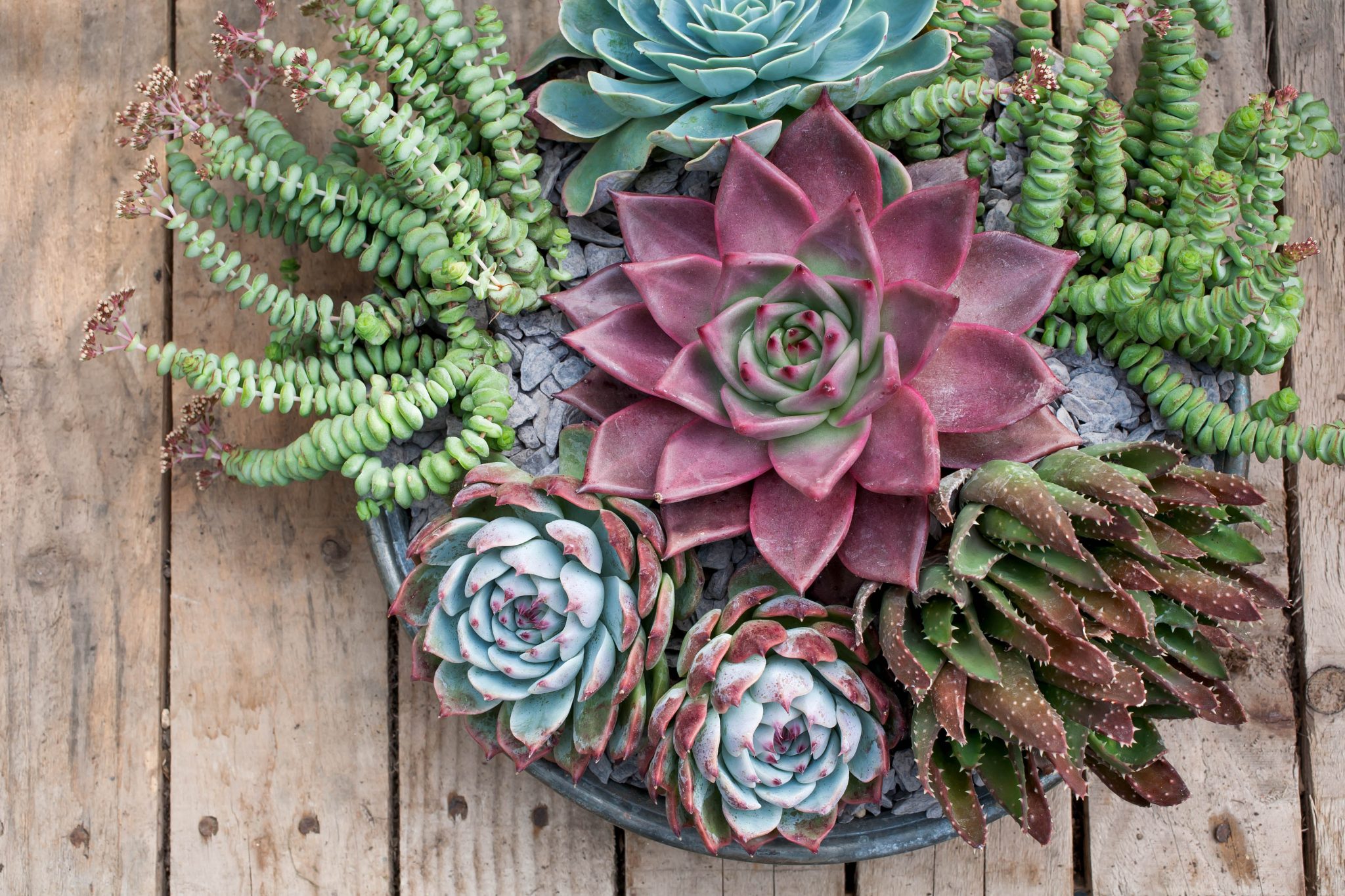 12 Indoor Plant Varieties That Should Be in Your Home